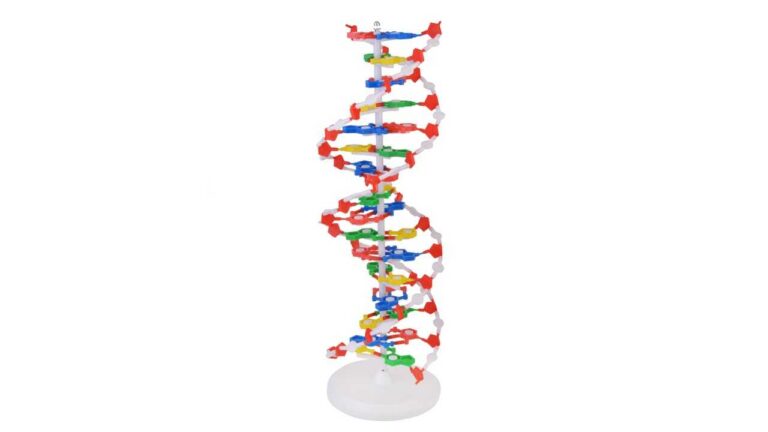 דגם DNA – sanad-ltd.com