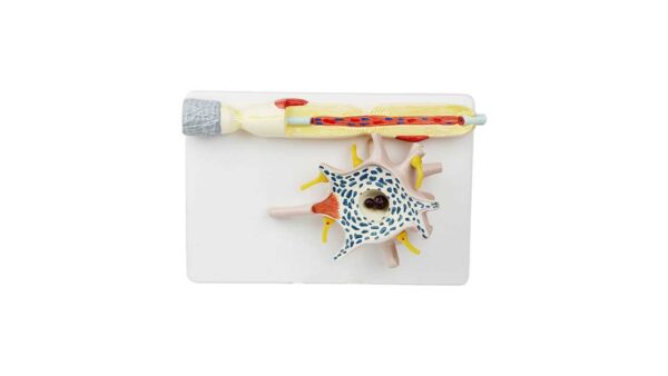 דגם מערכת עצבים – sanad-ltd.com